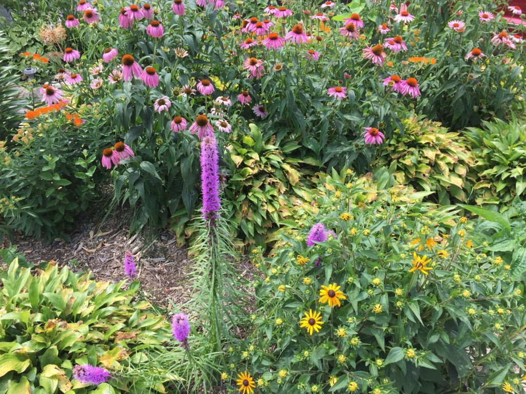 Illinois Native Plants | Property Value & Landscaping - Maureen Forgette